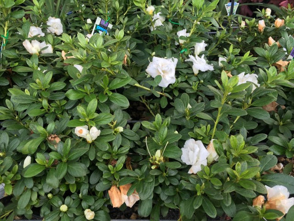 Azalea Plants for Sale, Buy Azalea Varieties Online Melbourne