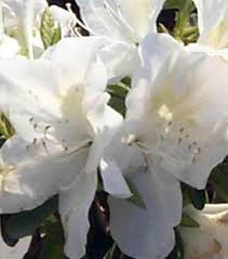 Azalea Plants for Sale, Buy Azalea Varieties Online Melbourne