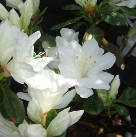 Azalea Plants for Sale, Buy Azalea Varieties Online Melbourne
