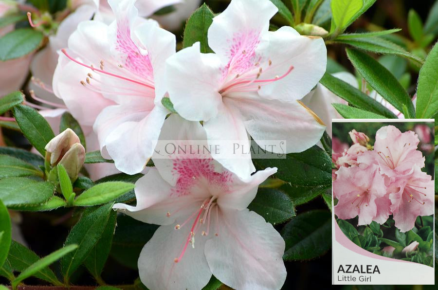 Azalea Little Girl For Sale, Online Plants Melbourne Australia