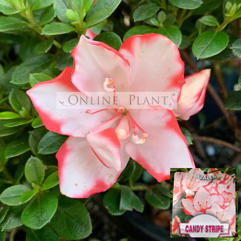 Azalea Candy Stripe For Sale | Online Plants Melbourne