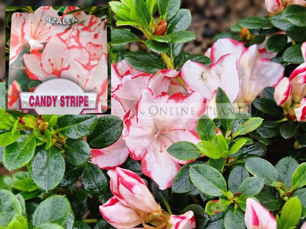 Azalea Candy Stripe For Sale | Online Plants Melbourne