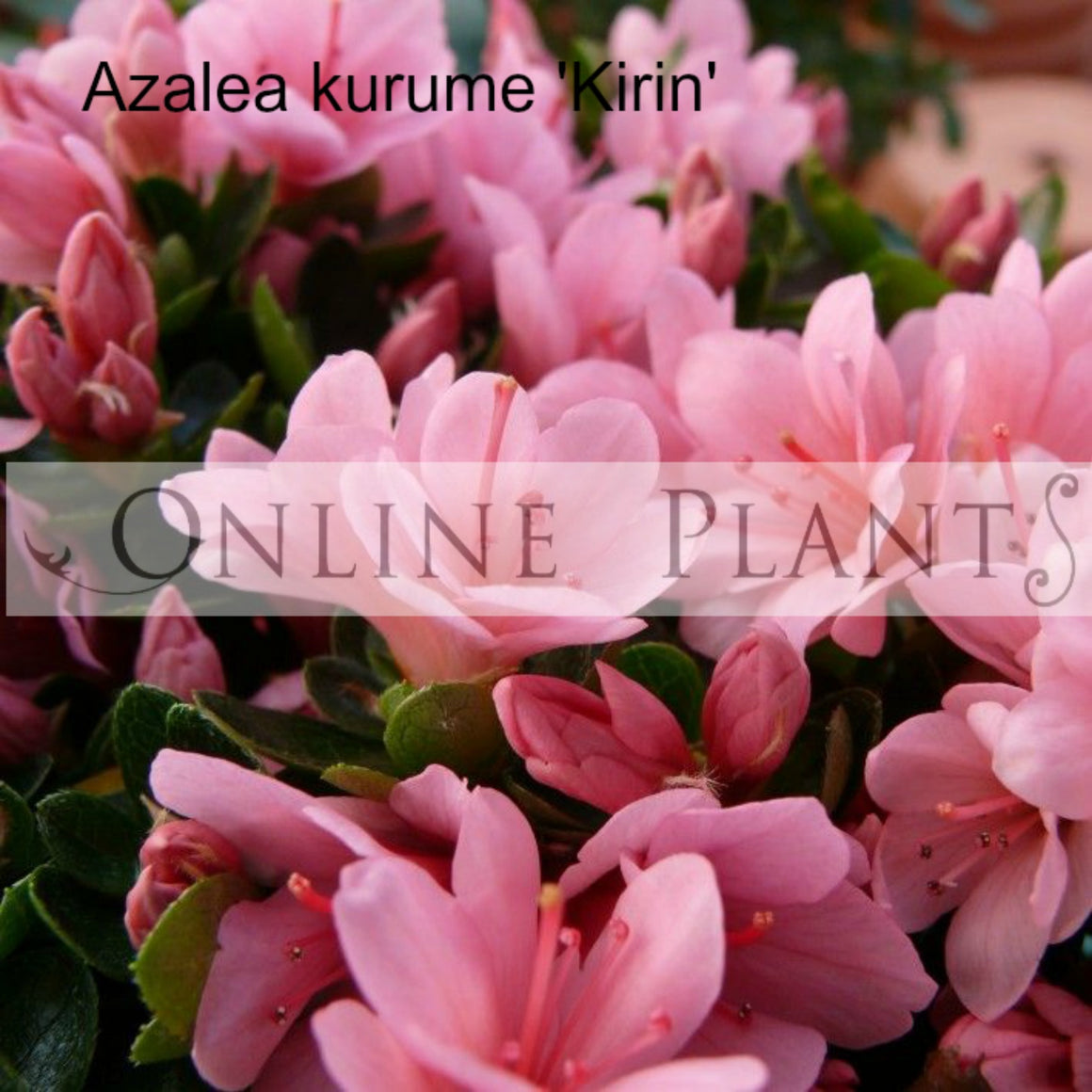 Azalea Kirin For Sale | Online Plants Melbourne Australia