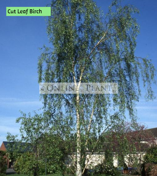Betula Pendula Dalecarlica, Cut Leaf Birch For Sale | Online Plants ...