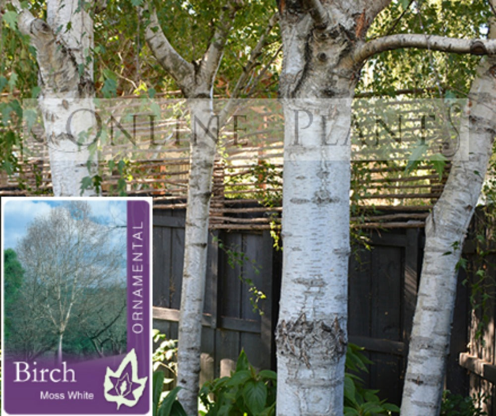 Betula pendula Moss White Silver Birch For Sale | Online Plants Melbourne