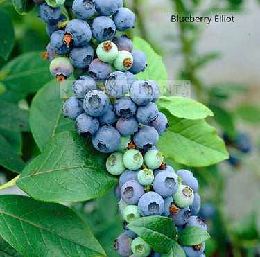Blueberry Elliot Vaccinium