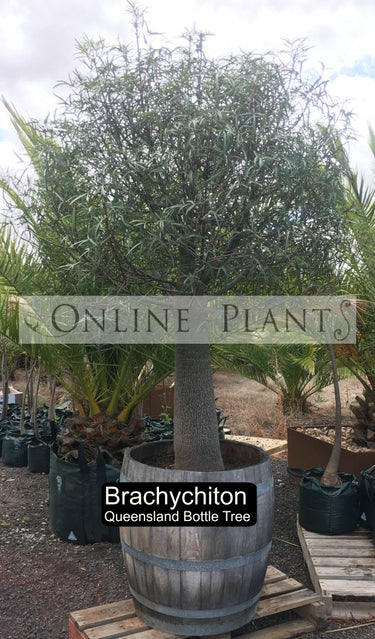 Brachychiton Rupestris Bottle Tree for sale | Online Plants