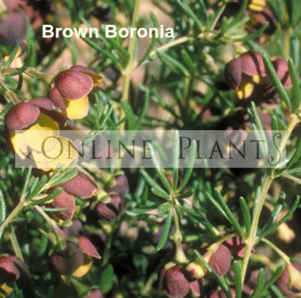 Buy Boronia Plants Online | Fragrant Australian Native Shrubs | Spring ...