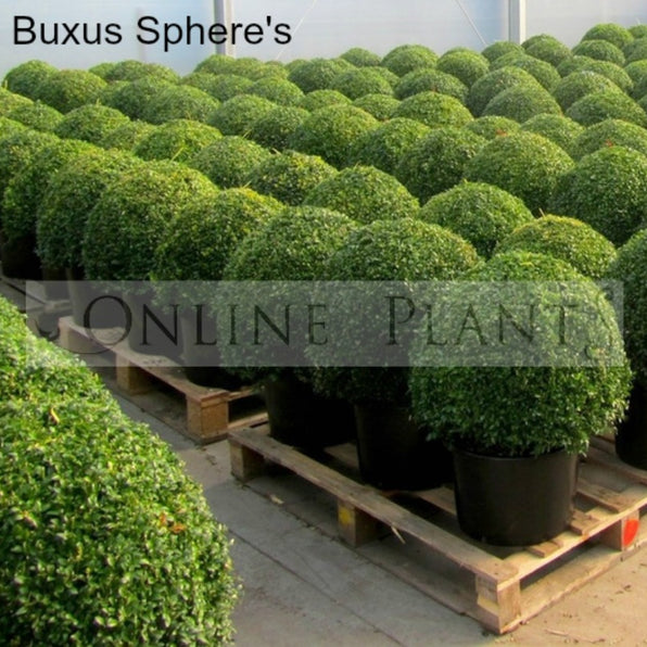 Buxus Box Hedge Plants for Sale Melbourne, Australia