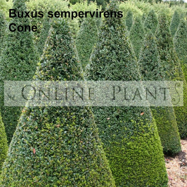 Buxus Box Hedge Plants for Sale Melbourne, Australia