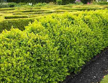 Buxus Dwarf Japanese Box for Sale | Online Plants Australia