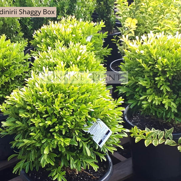 Buxus Box Hedge Plants for Sale Melbourne, Australia