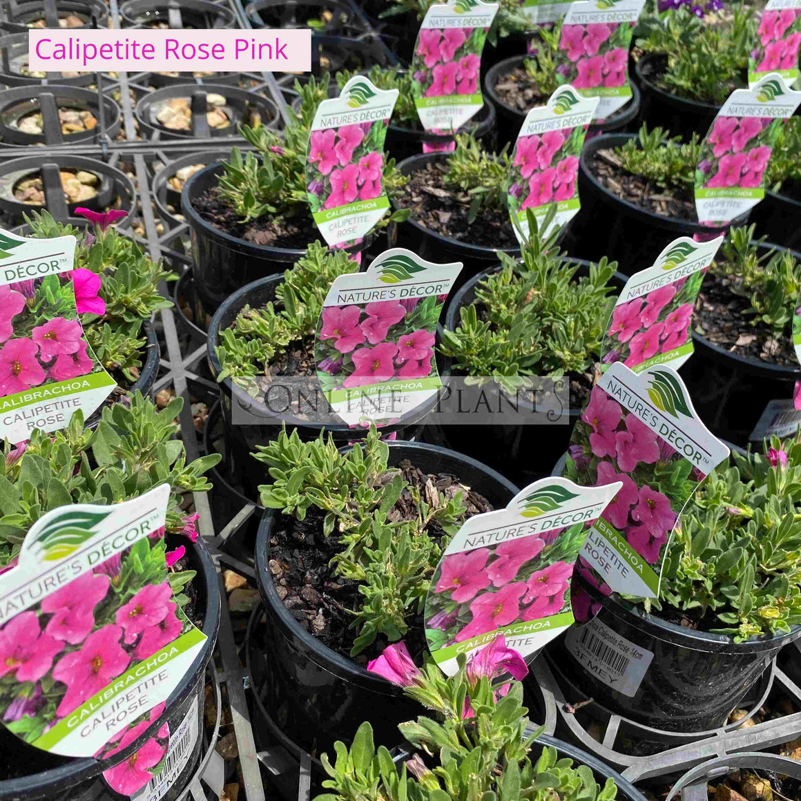 Calipetite Rose Pink For Sale | Onlineplants Melbourne