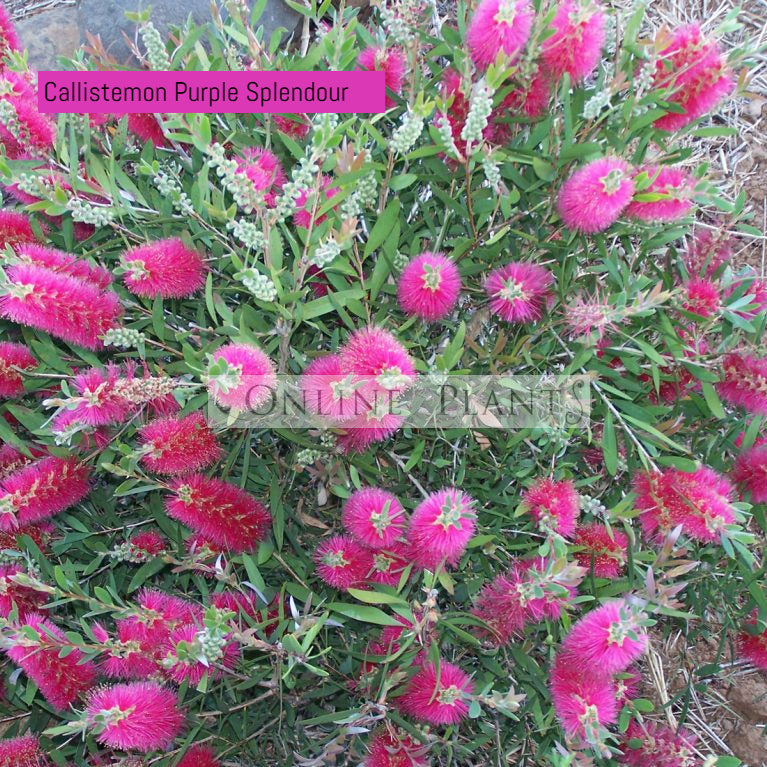 Callistemon Purple Splendour for Sale | Online Plants Australia