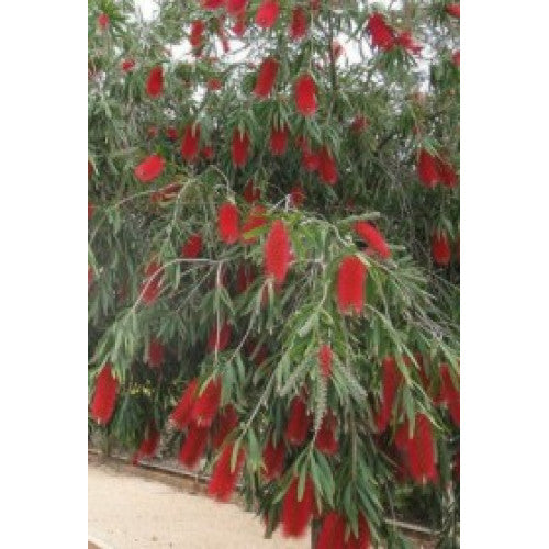 Buy Bottlebrush Callistemon Plants Online | Australia's Iconic Native ...