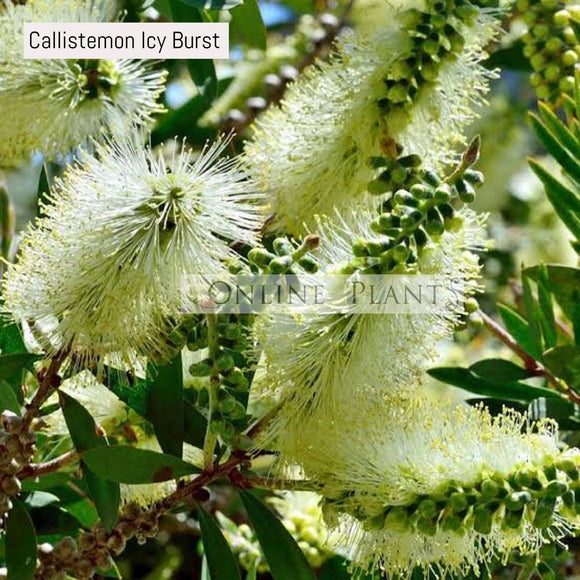 Buy Callistemon Icy Burst™ | Online Plants