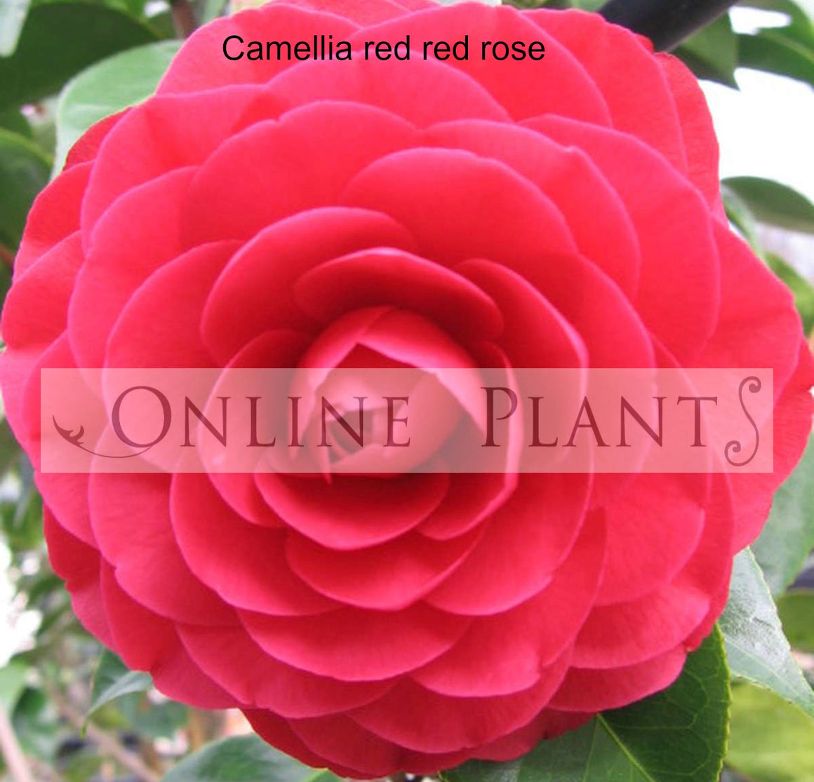 Camellia Japonica, Red Red Rose for Sale | Online Plants Melbourne