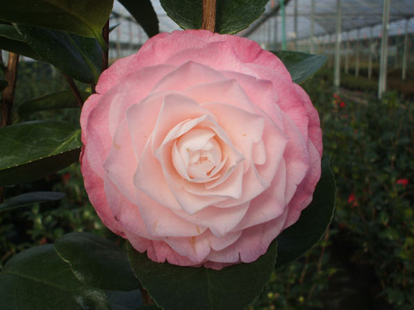 Camellia Flower Plants, Camellia Trees & Hedge Plants for Sale