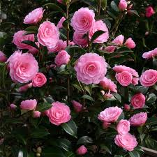 Camellia Flower Plants, Camellia Trees & Hedge Plants for Sale
