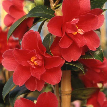 Camellia Japonica, Freedom Bell | Online Plants Melbourne