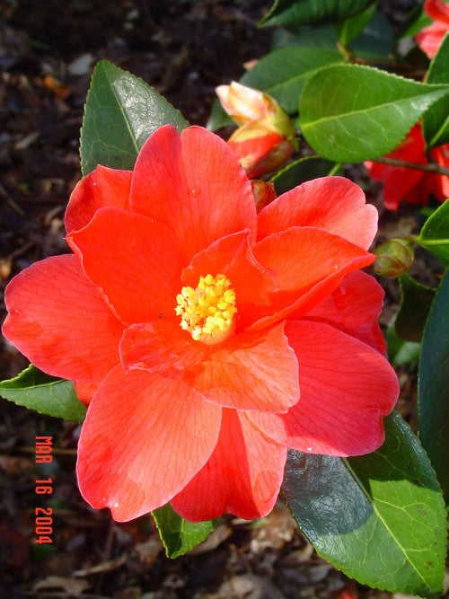 Camellia Japonica, Freedom Bell | Online Plants Melbourne