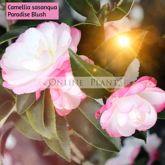 Camellia Sasanqua, Paradise Blush for Sale | Online Plants Australia