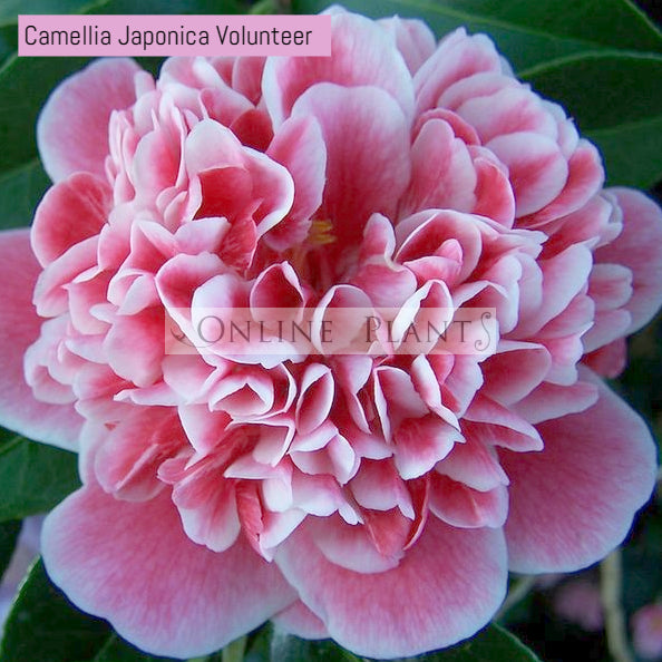 Camellia Flower Plants, Camellia Trees & Hedge Plants for Sale