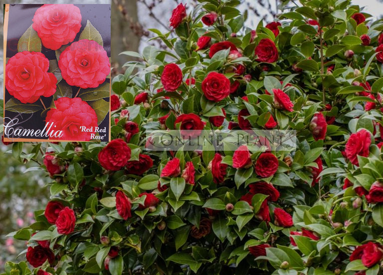 Camellia Japonica, Red Red Rose for Sale | Online Plants Melbourne