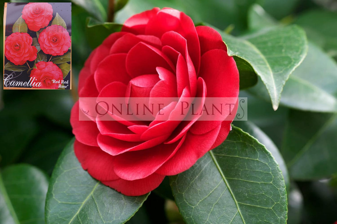 Camellia Japonica, Red Red Rose for Sale | Online Plants Melbourne