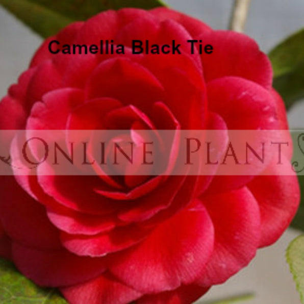 Camellia Flower Plants, Camellia Trees & Hedge Plants for Sale
