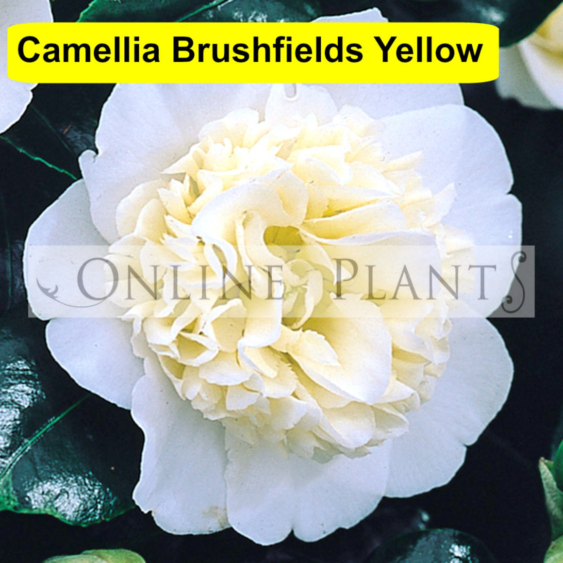 Camellia Brushfields Yellow | Online Plants Australia