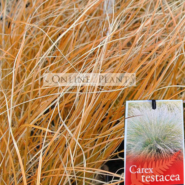 Buy Carex Sedge Plants Online | Ornamental Grass for Shade, Wet Areas ...