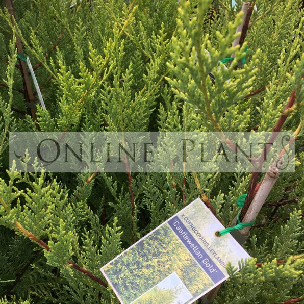 Coniferous Trees for Sale – Online Plants Melbourne