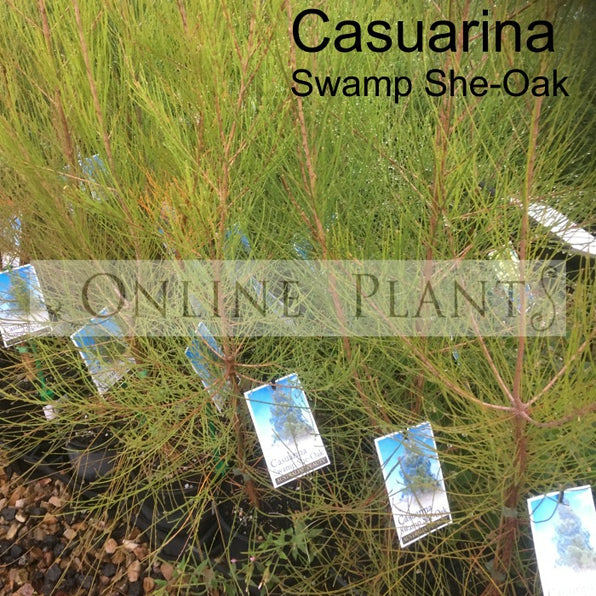 Allocasuarina Verticillata Drooping Sheoak Tree for Sale – Online Plants