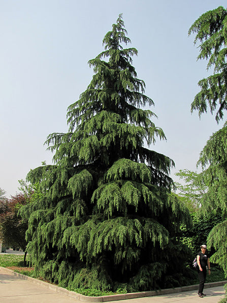 Coniferous Trees for Sale – Online Plants Melbourne