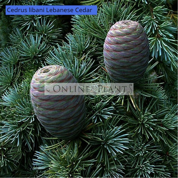 Coniferous Trees for Sale – Online Plants Melbourne