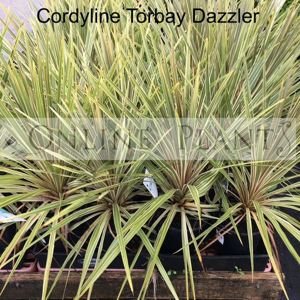 Cordyline Plants for Sale Melbourne, Australia