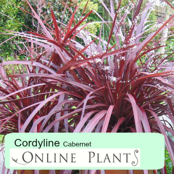 Cordyline Plants for Sale Melbourne, Australia