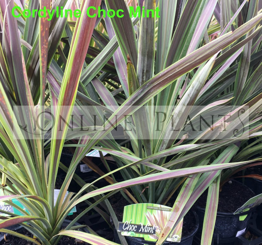 Cordyline Choc Mint for Sale | Online Plants Australia