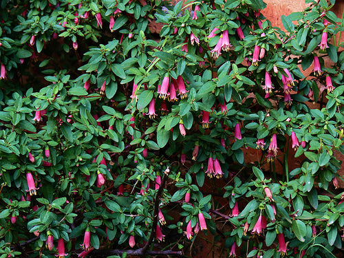 Correa Plants for Sale – Online Plants Melbourne, Australia