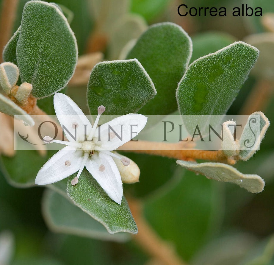 Correa Plants for Sale – Online Plants Melbourne, Australia