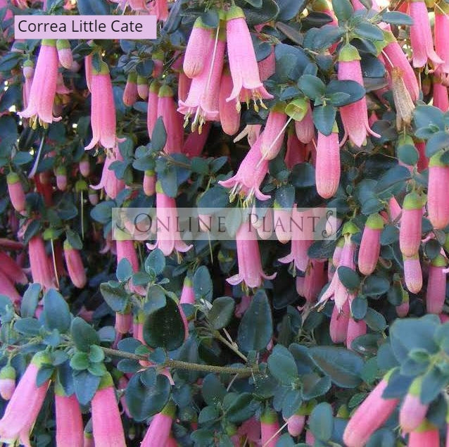 Correa Pulchella Little Cate For Sale | Online Plants Australia