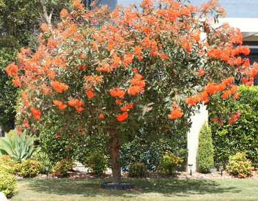 Corymbia Ficifolia Baby Orange for Sale | Online Plants Australia