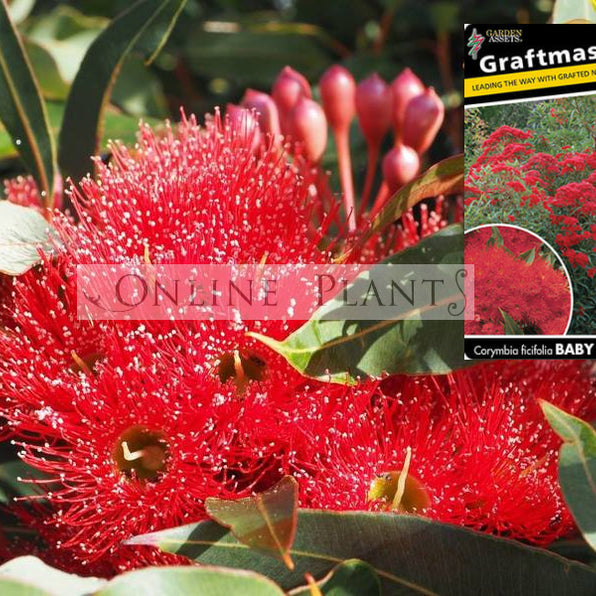 Flowering Gum Trees - Red, Pink, Yellow & White Gum Trees