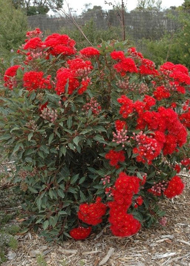 Corymbia Ficifolia Baby Scarlet for Sale | Online Plants Australia