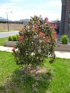 Corymbia Ficifolia Baby Orange for Sale | Online Plants Australia