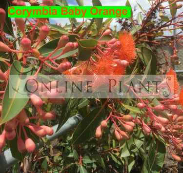 Corymbia Ficifolia Baby Orange for Sale | Online Plants Australia