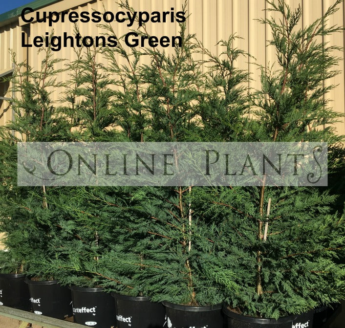 Leightons Green Cypress | Online Plants Australia