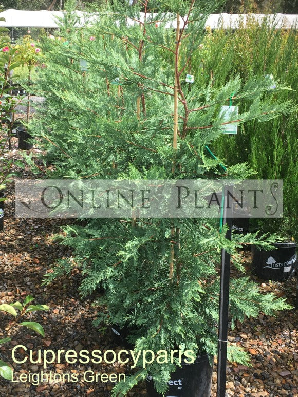 Leightons Green Cypress | Online Plants Australia