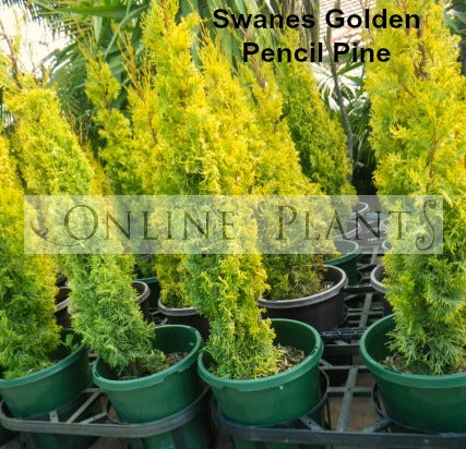 Golden Pencil Pines Tree for Sale - Buy Australian Plants Online